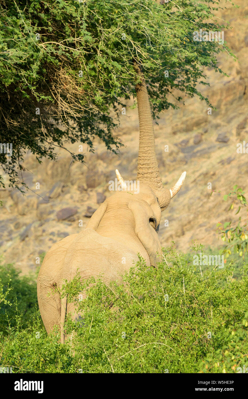 African Elephant, Desert-adapted Elephant (Loxodonta africana) bull ...