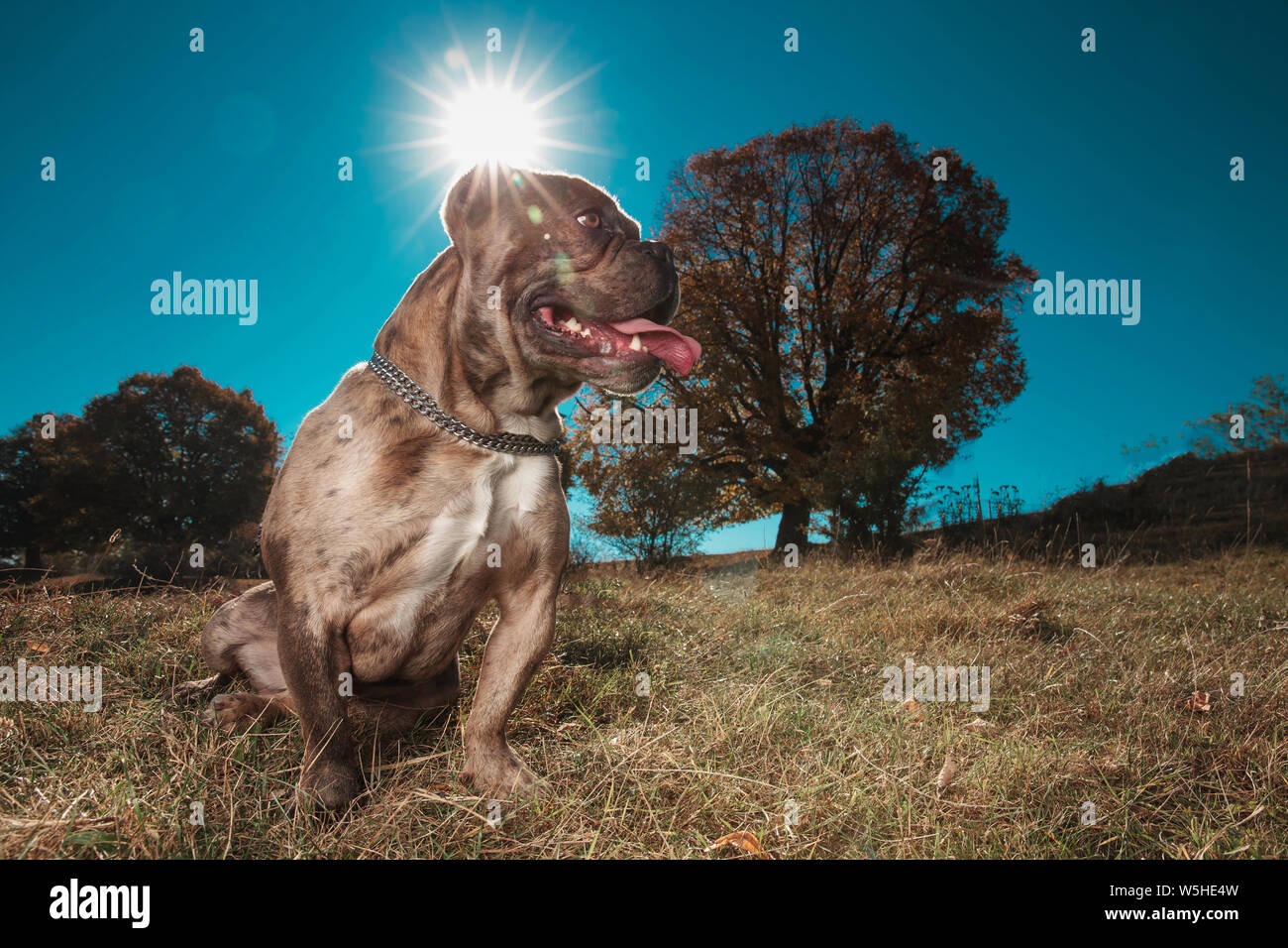 side view of an American bully looking away and sitting in a field ...