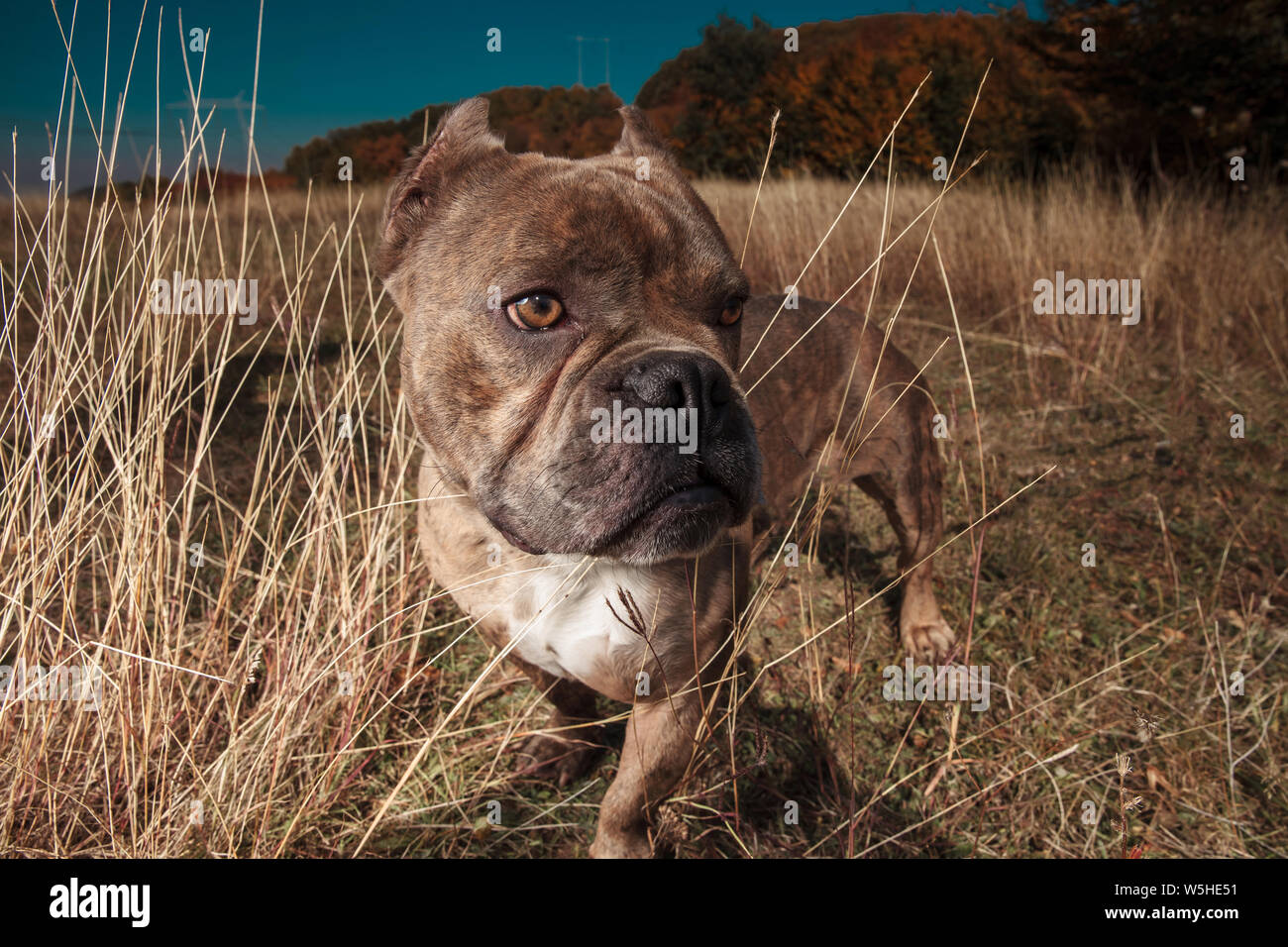 side view of American bully standing in a field while looking away ...