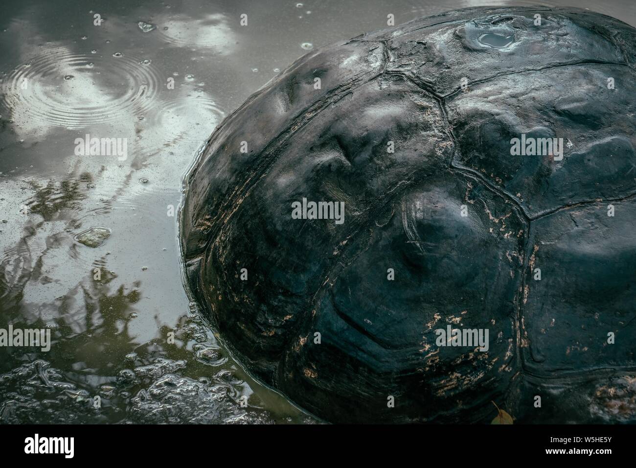 Big turtle shell in muddy water Stock Photo - Alamy