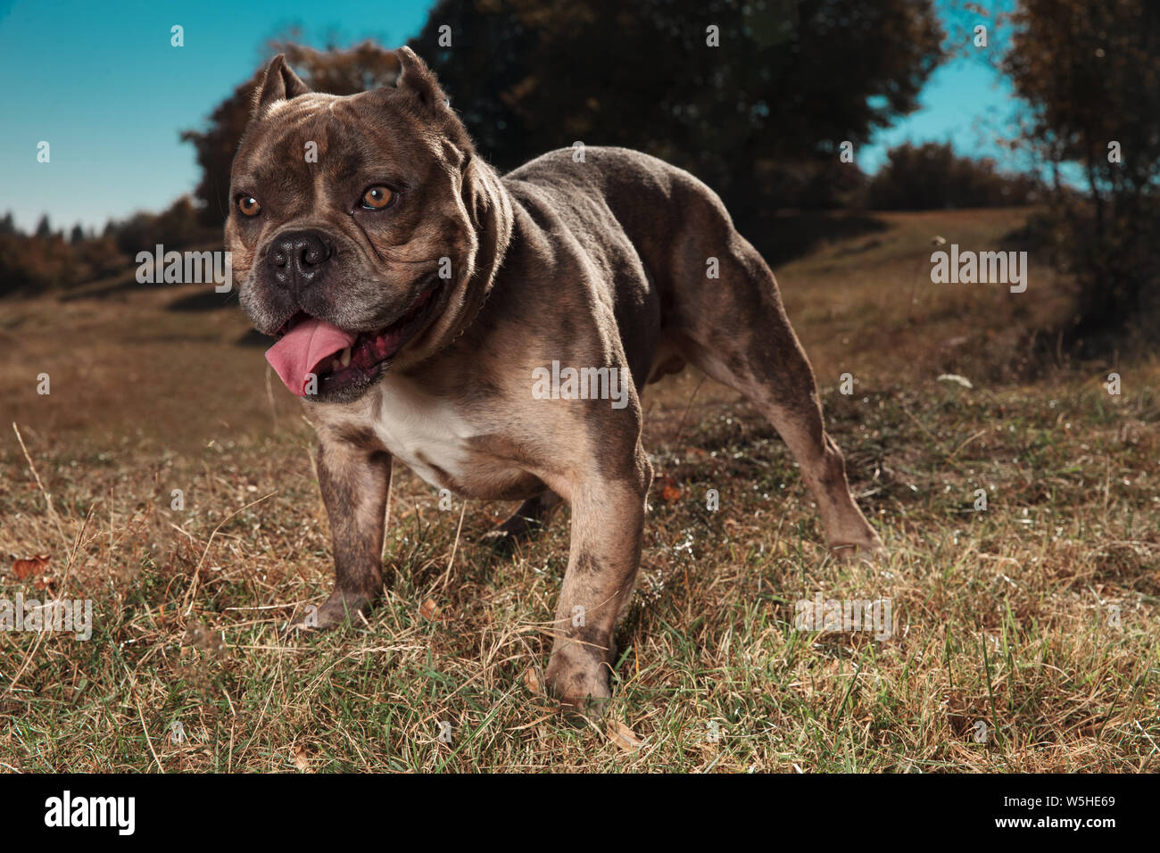 side view of an American bully panting and looking away outdoor in a ...