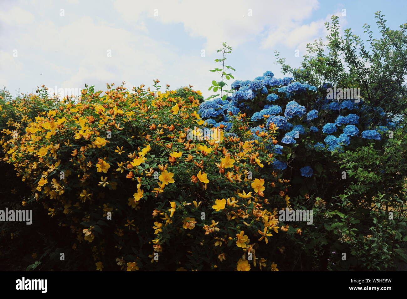 Blue and yellow flowers hi-res stock photography and images - Alamy