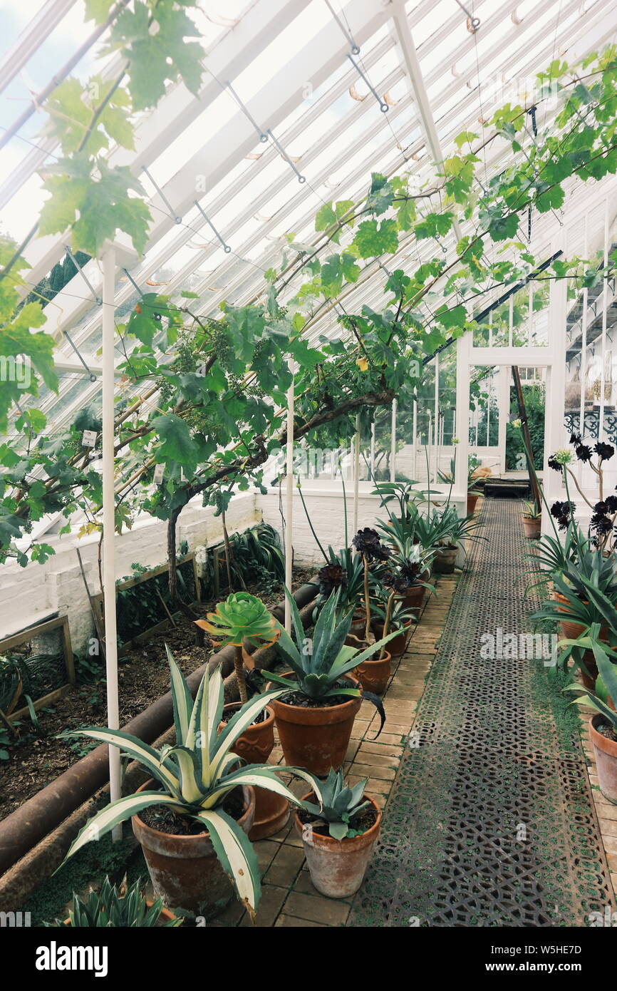 A greenhouse with green plants in The Lost Gardens of Heligan in ...