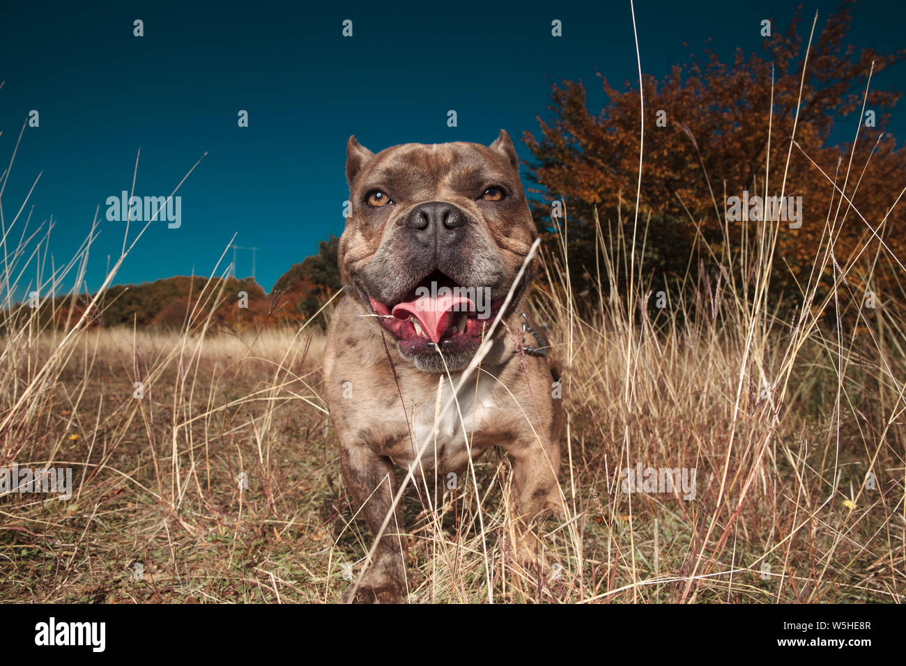 American bully standing in a field panting and looking up outdoor Stock ...