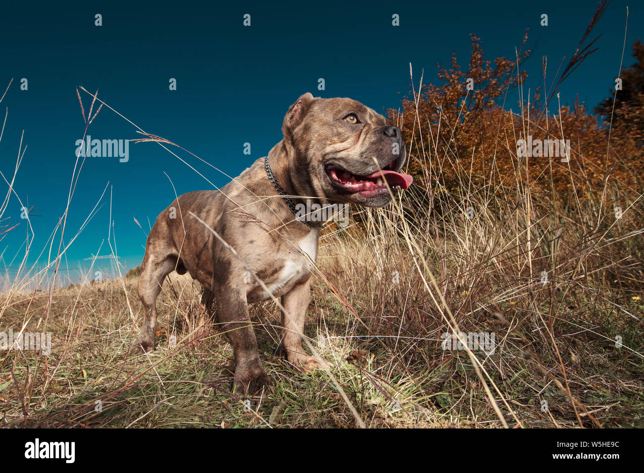 side view of American bully standing and looking away while panting ...
