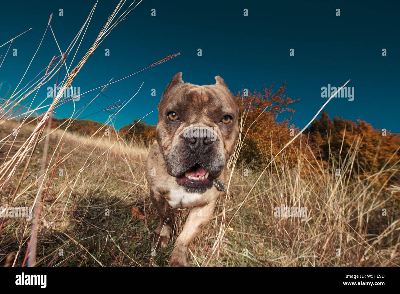 beautiful American bully panting and walking in a field, outdoor Stock ...