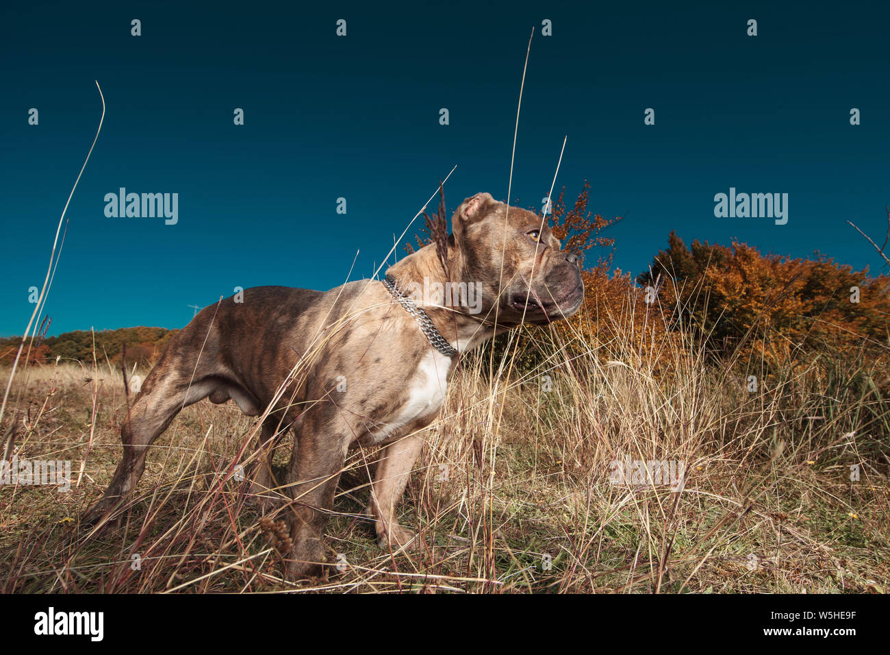 side view of American bully standing and looking attentively away in a ...