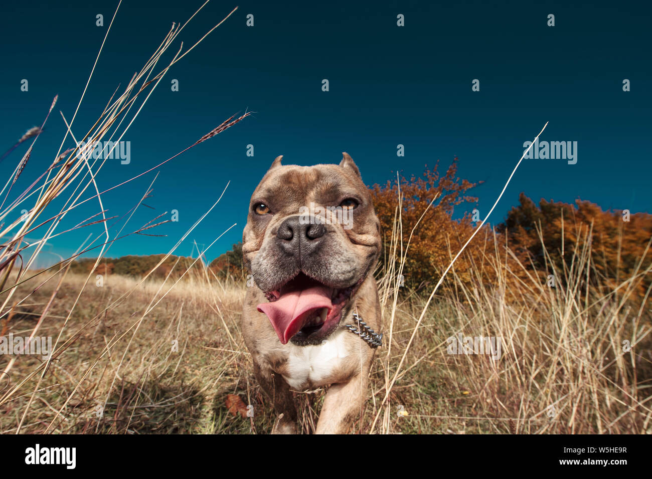 American bully walking hi-res stock photography and images - Alamy