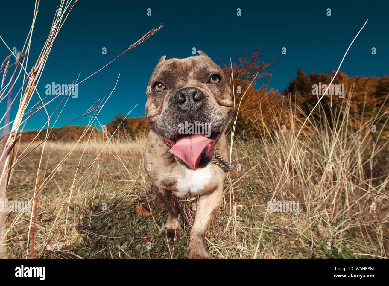 American bully walking hi-res stock photography and images - Alamy