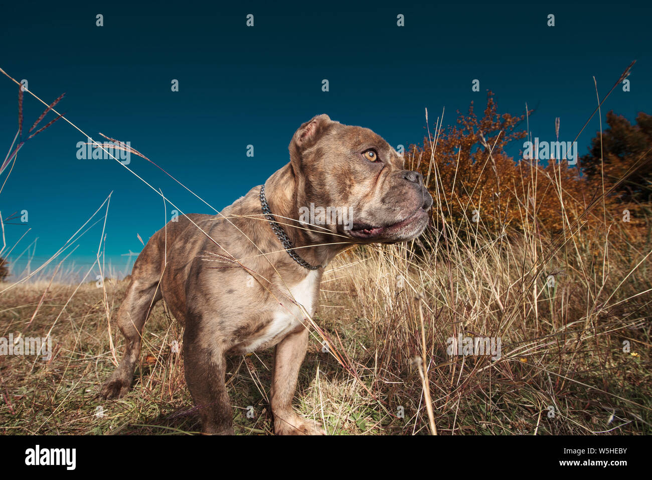 side view of American bully standing and looking attentively away in a ...