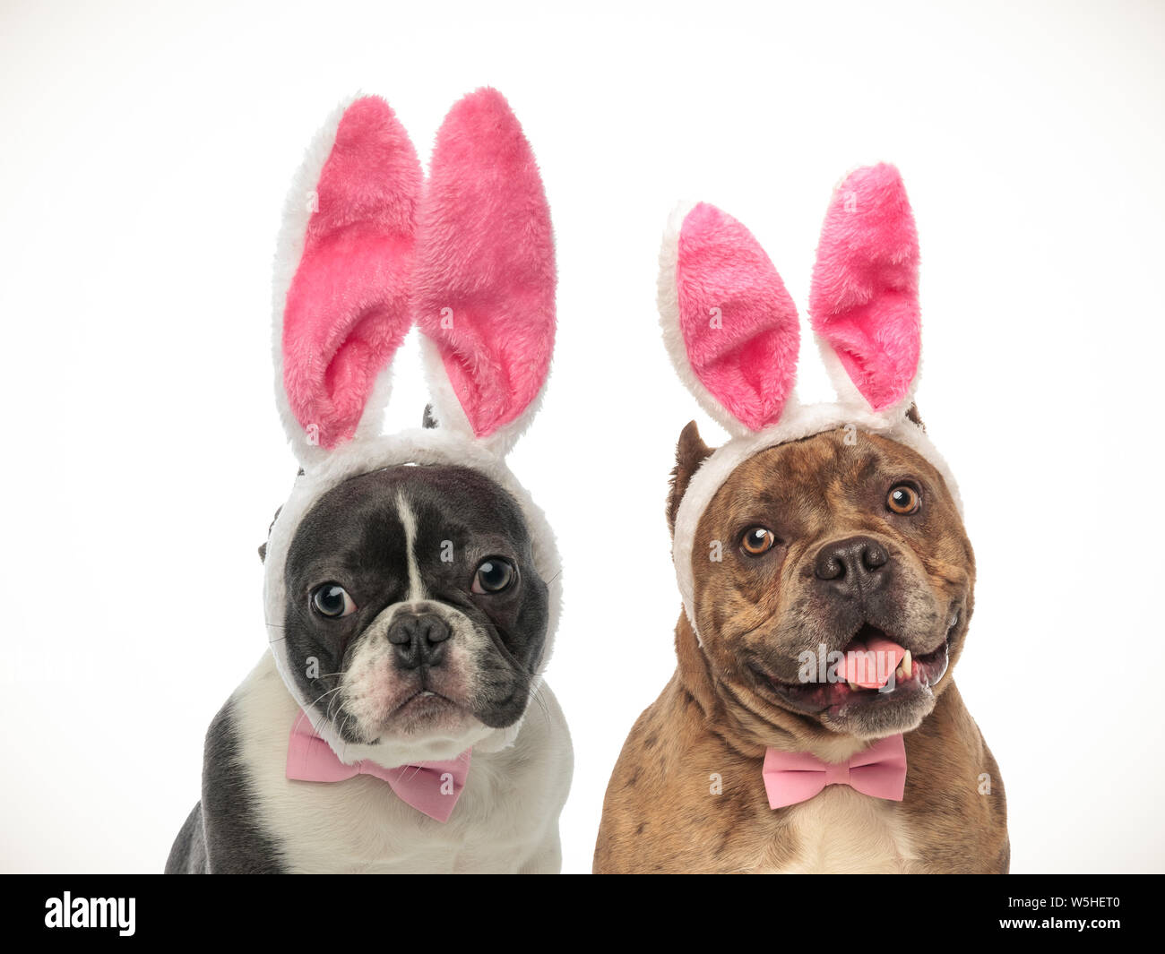 french bulldog and american bully puppies wearing bunny ears for easter ...
