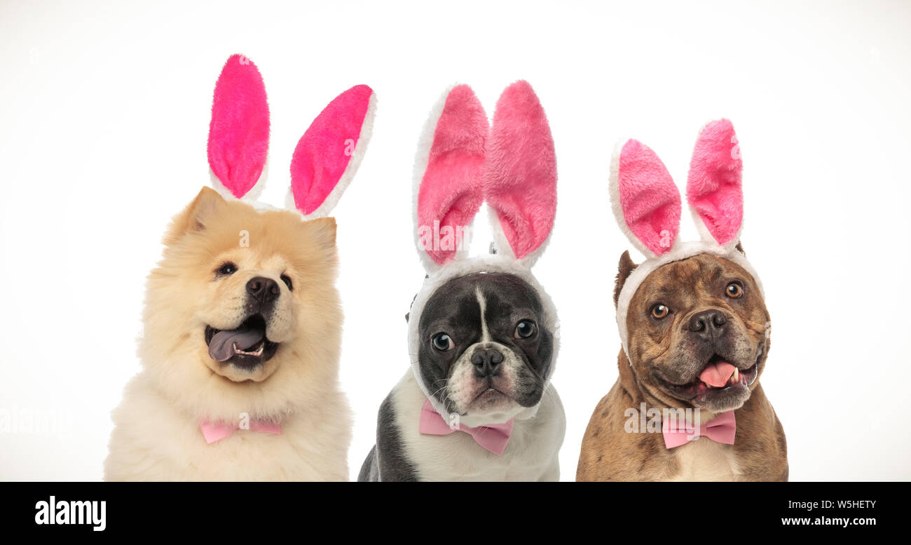 Bunny chow white background hi-res stock photography and images - Alamy