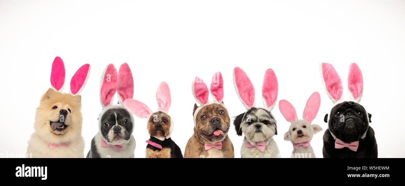 many cute easter dogs wearing pink rabbit ears on white background ...