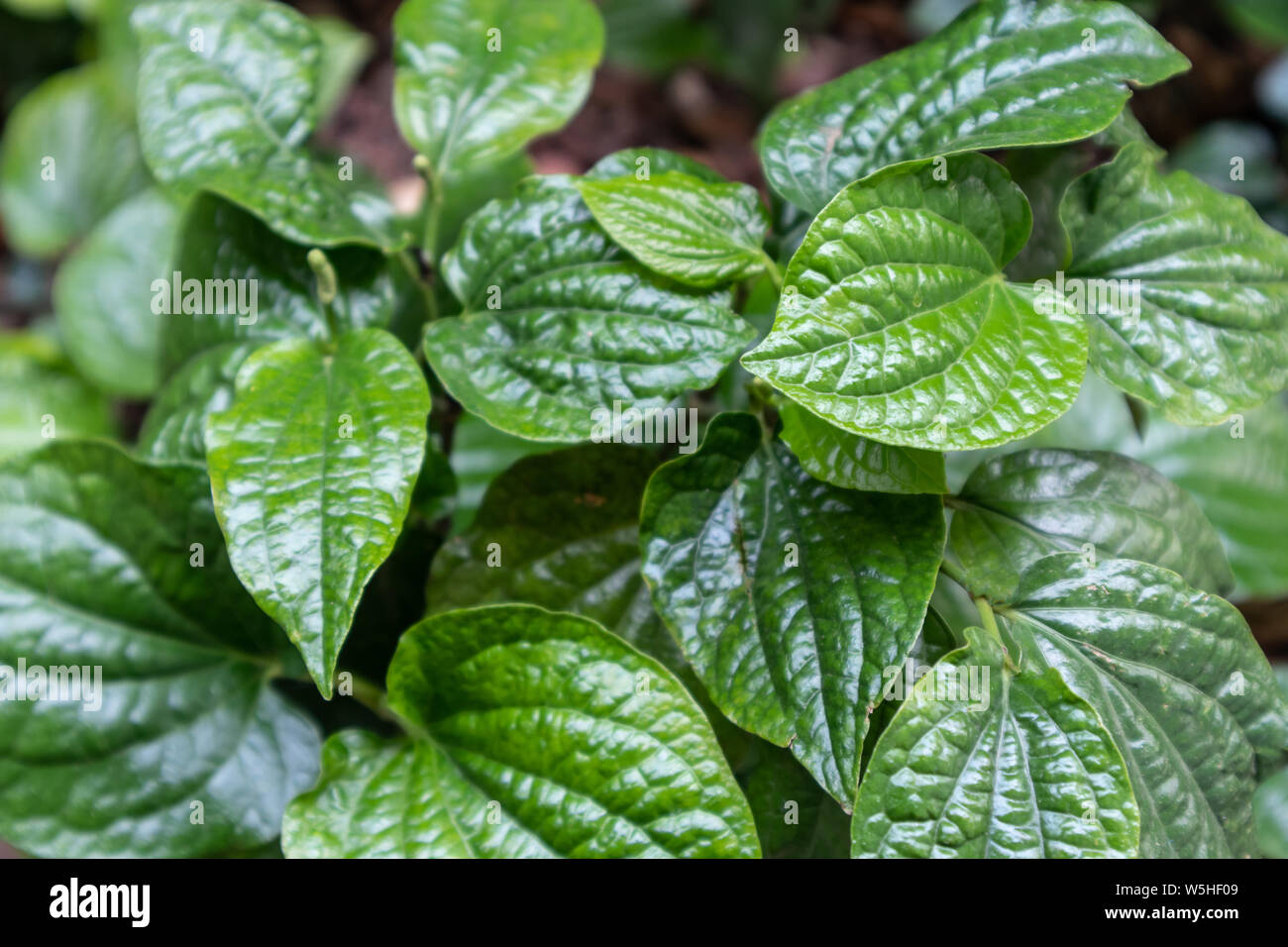 Betel family hi-res stock photography and images - Alamy