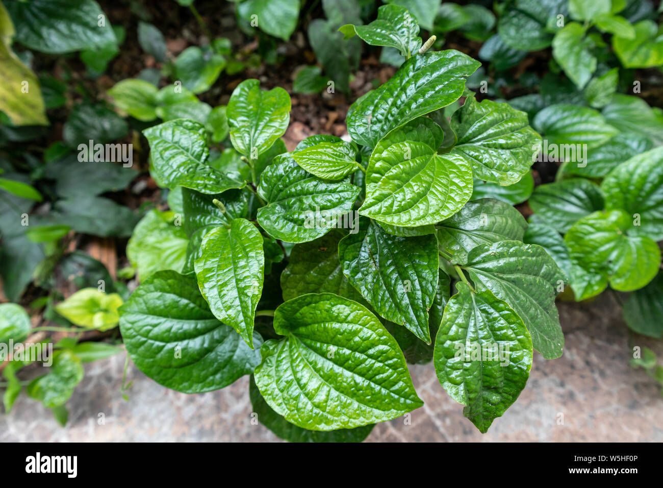 Betel family hi-res stock photography and images - Alamy