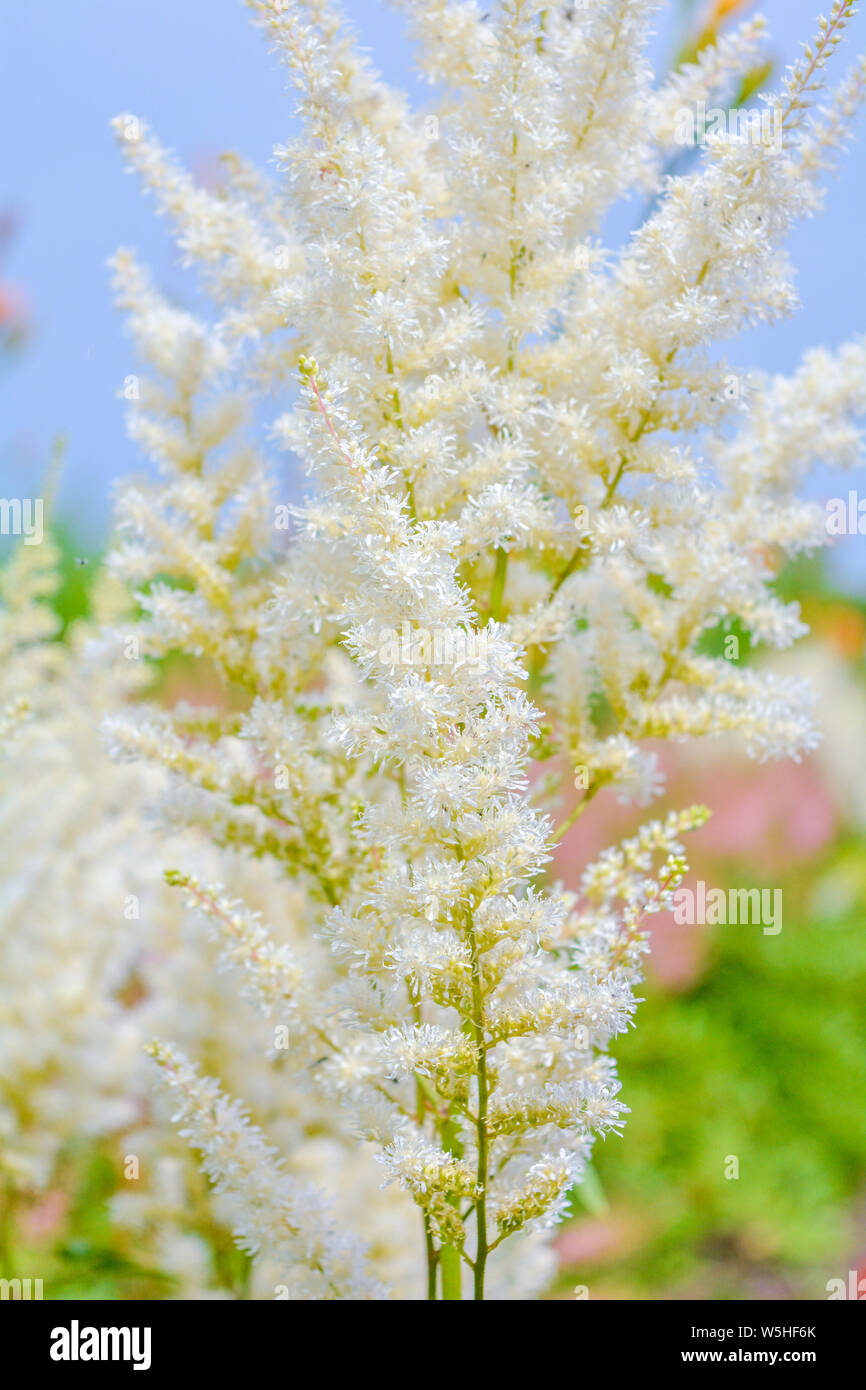 Aruncus dioicus or goat's beard white plant close up with green on blue ...