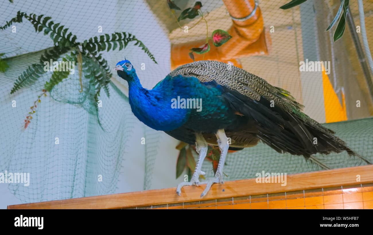 Peacock in aviary hi-res stock photography and images - Alamy