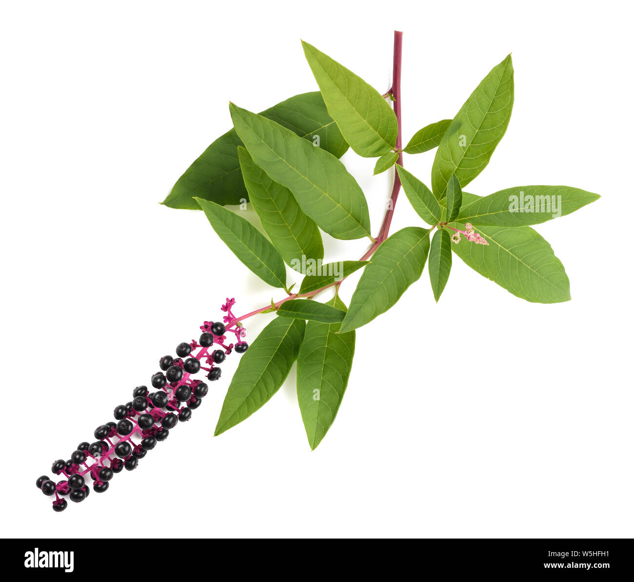 Purple pokeweed hi-res stock photography and images - Alamy