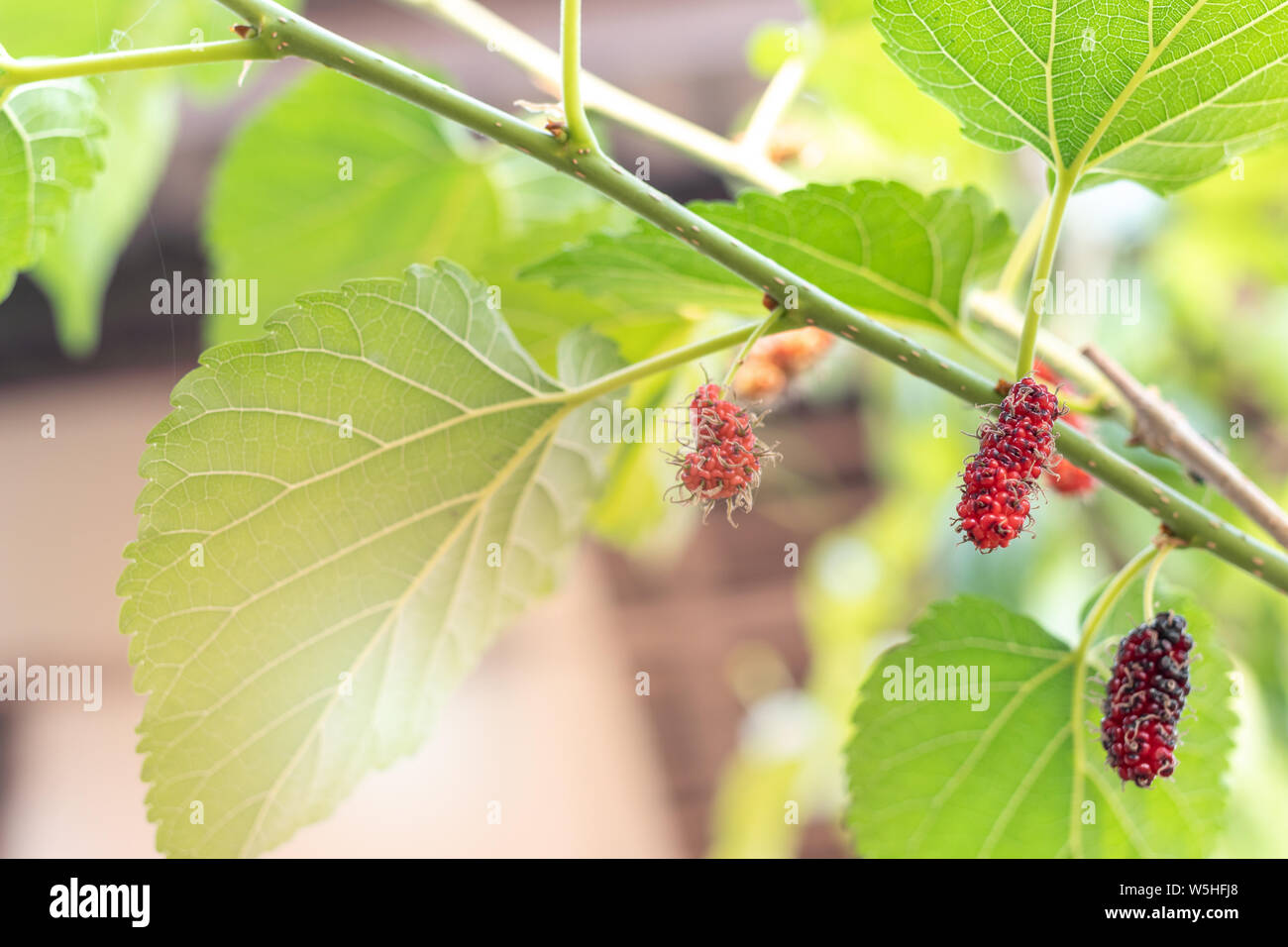 Mulberry house hi-res stock photography and images - Alamy
