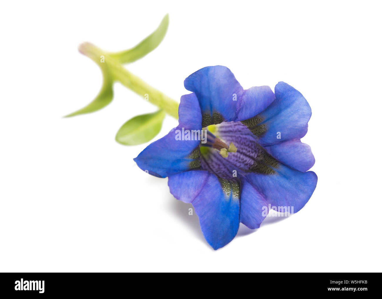 Blue Stemless Gentian Gentiana Acaulis High Resolution Stock ...