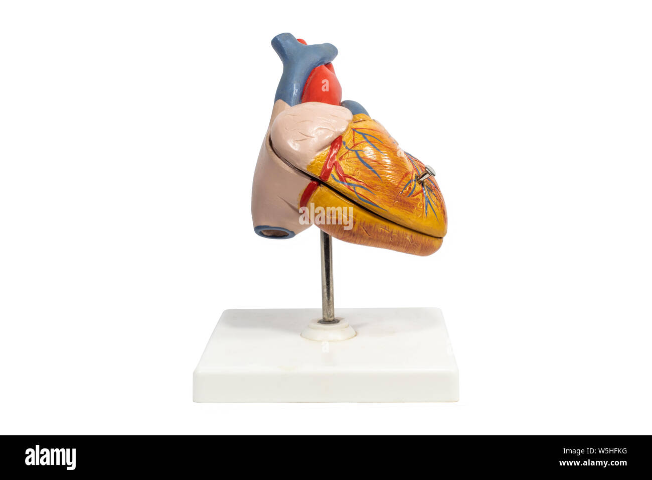 Human anatomy heart plastic model isolated on white background Stock ...