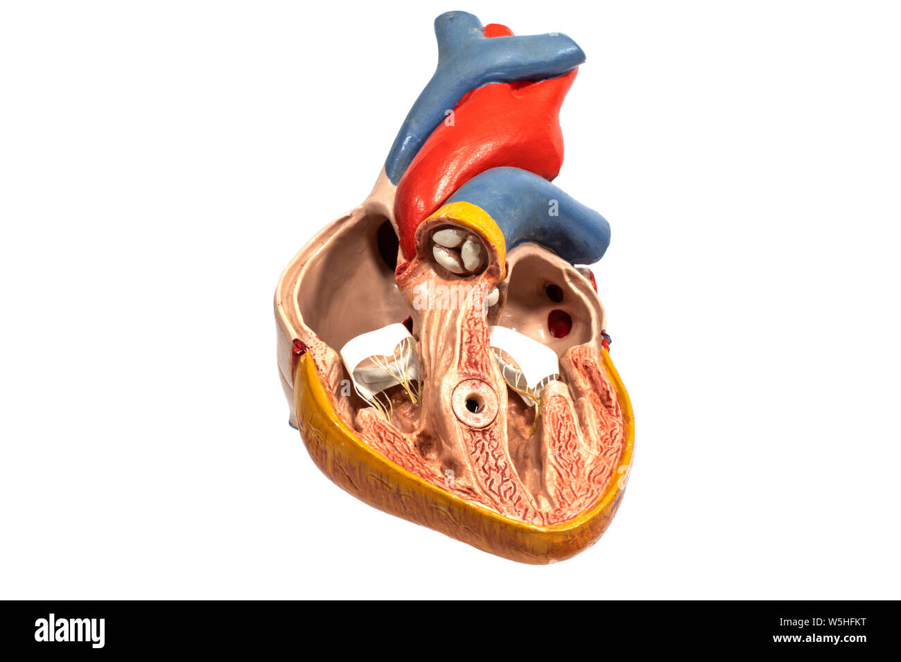 Plastic Heart Model Labeled