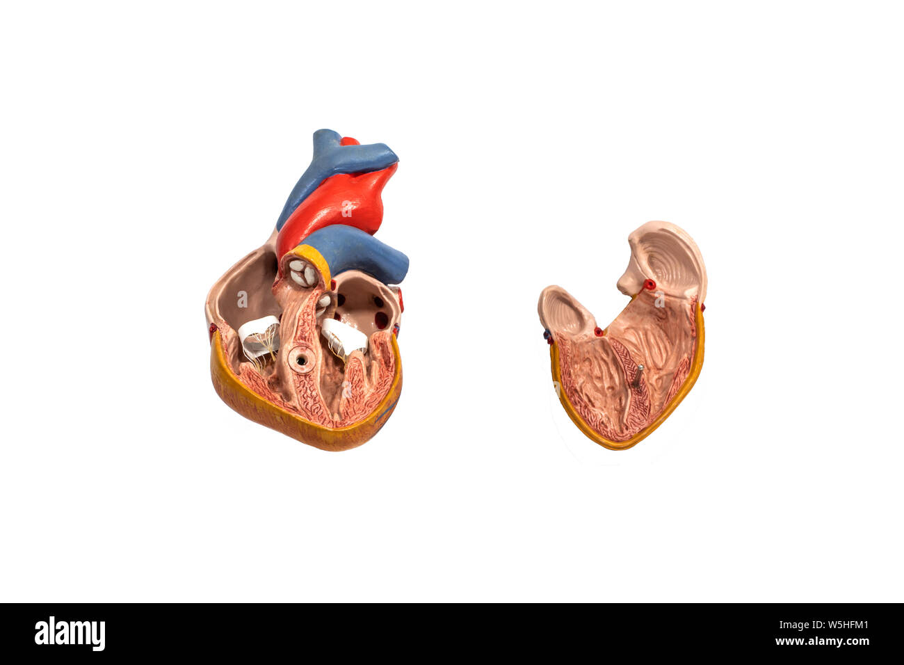 Human anatomy heart plastic model isolated on white background Stock ...