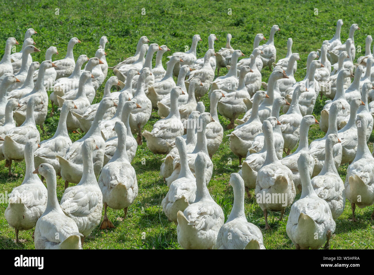 Goose herd hi-res stock photography and images - Alamy