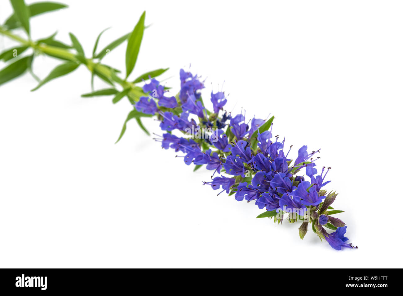 Hyssop Hyssopus Officinalis High Resolution Stock Photography and ...