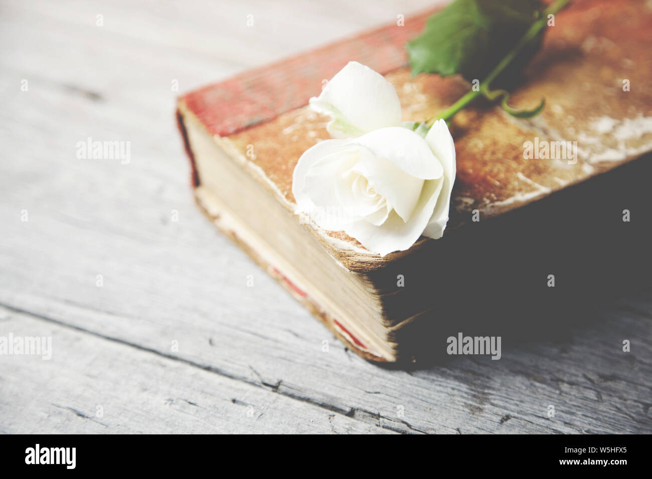 Rose on book hi-res stock photography and images - Alamy