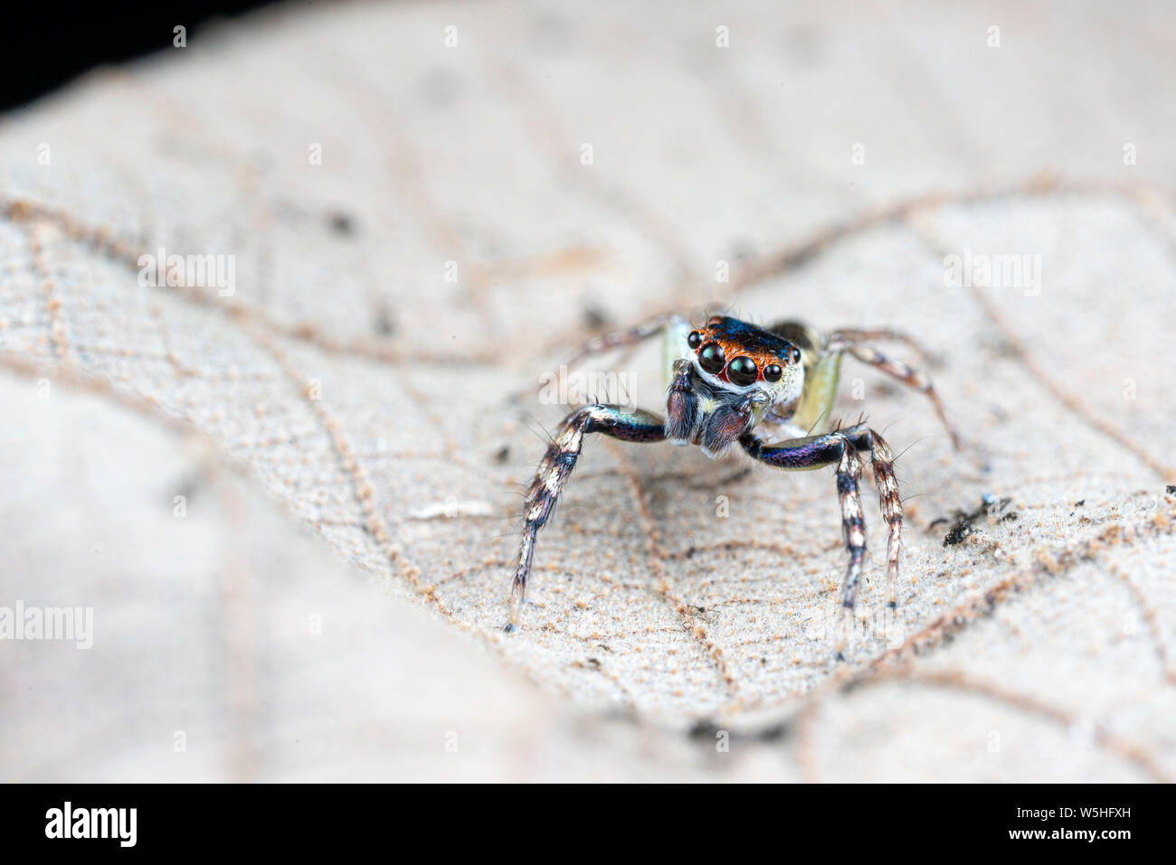 Cytaea sp., the bauble jumping spider, hunting for prey on a leaf in ...