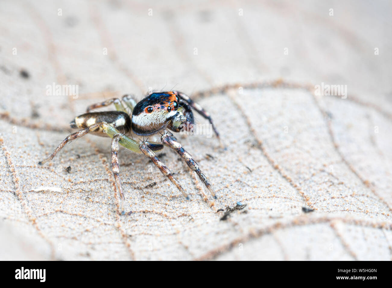 Predation spiders jumping spiders hi-res stock photography and images ...