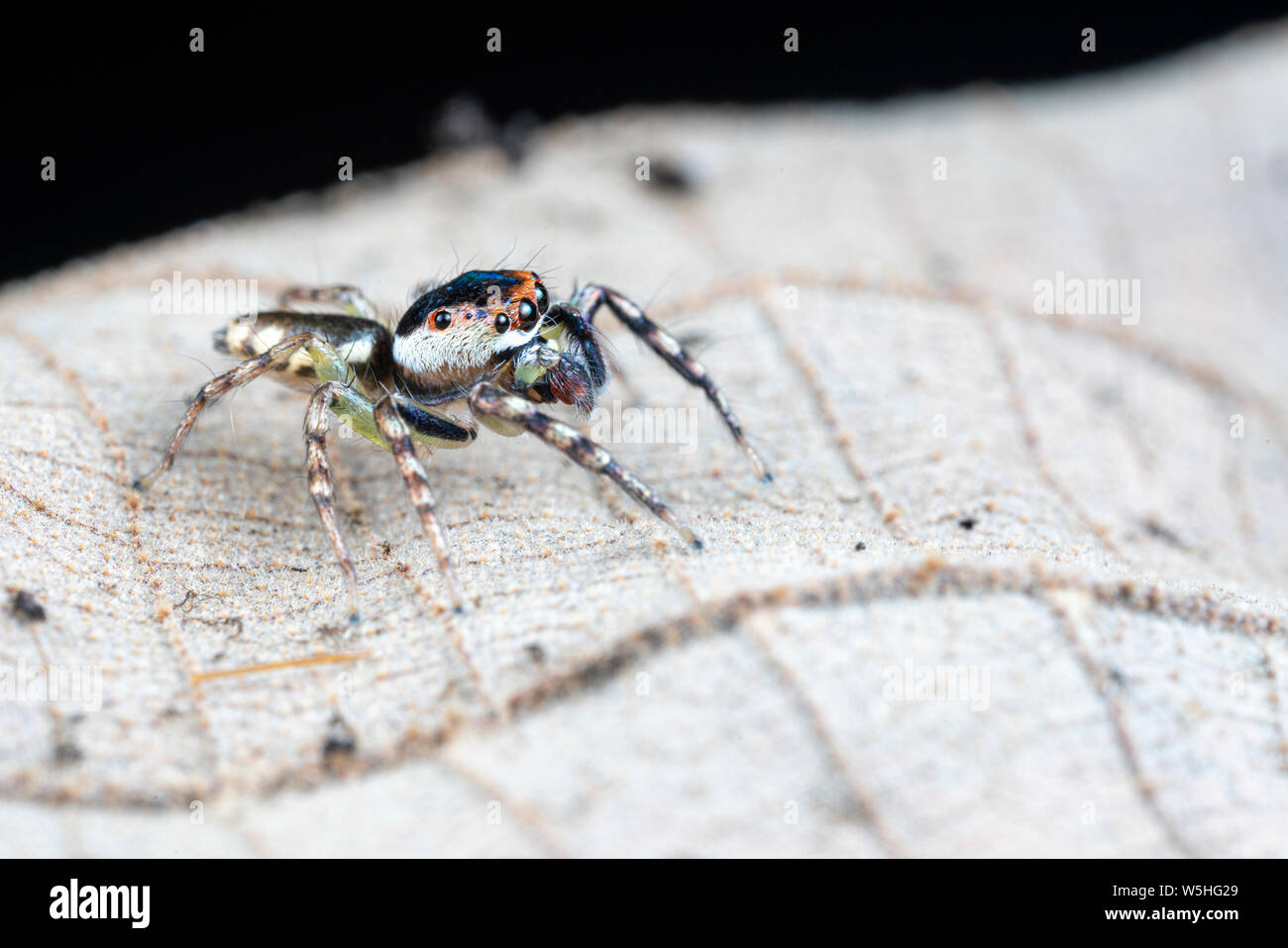 Predation spiders jumping spiders hi-res stock photography and images ...