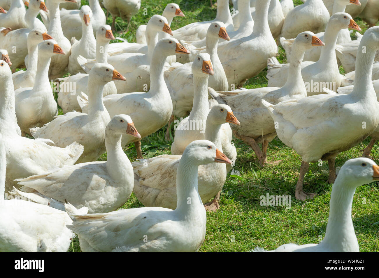 Huge herd of white geese on the green meadow of a geese farm Stock ...