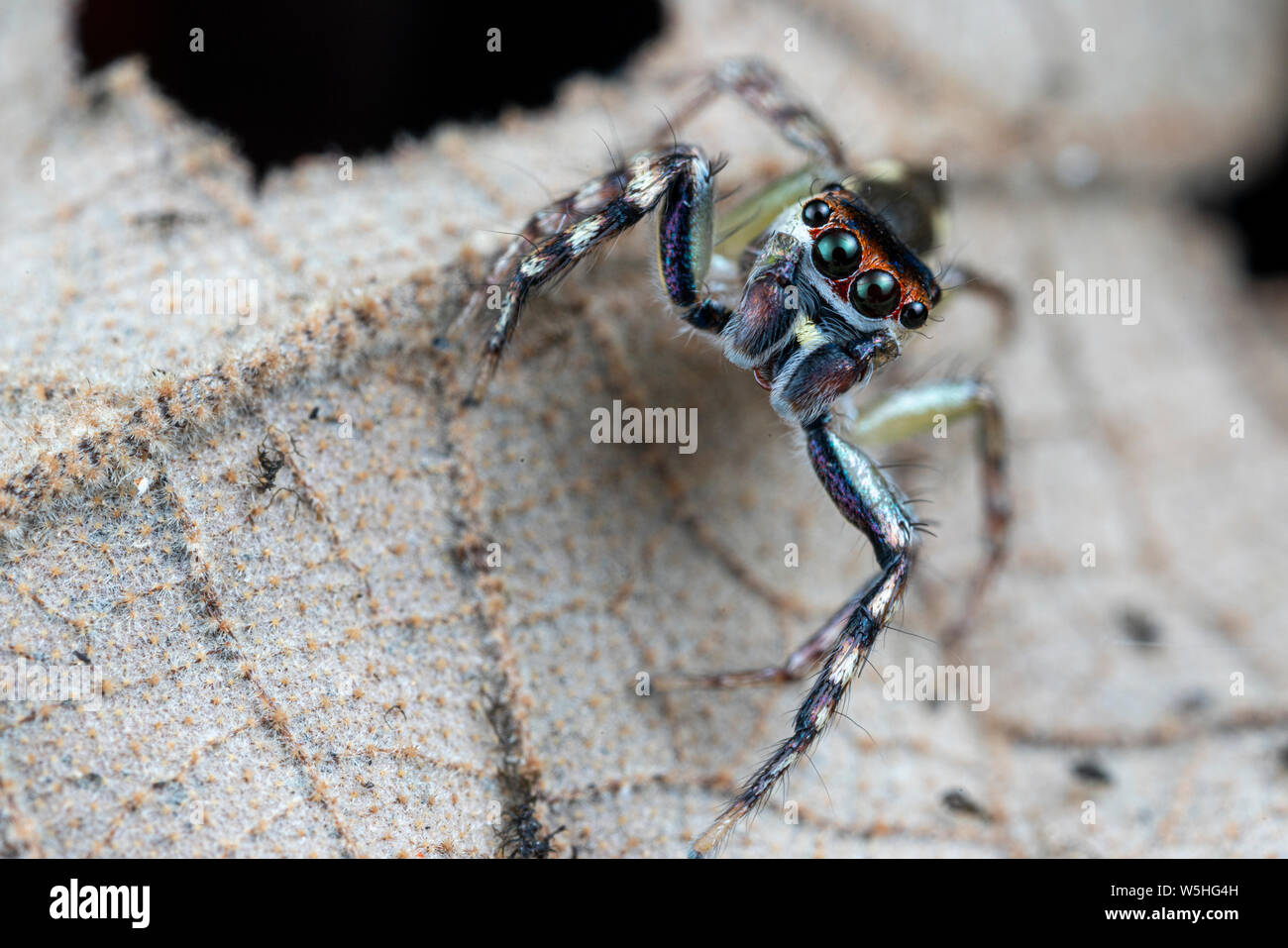 Predation spiders jumping spiders hi-res stock photography and images ...