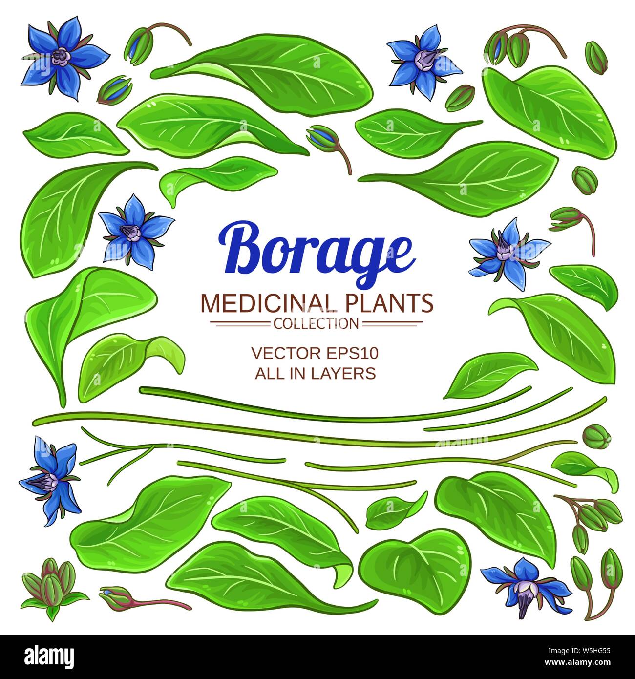 Borage leaf Stock Vector Images - Alamy