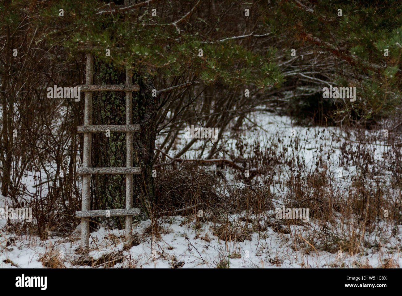 Leaned trees hi-res stock photography and images - Alamy