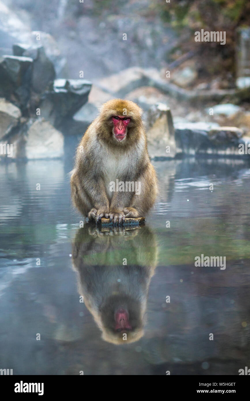 Snow monkey or Japanese Macaque in hot spring onsen Stock Photo - Alamy