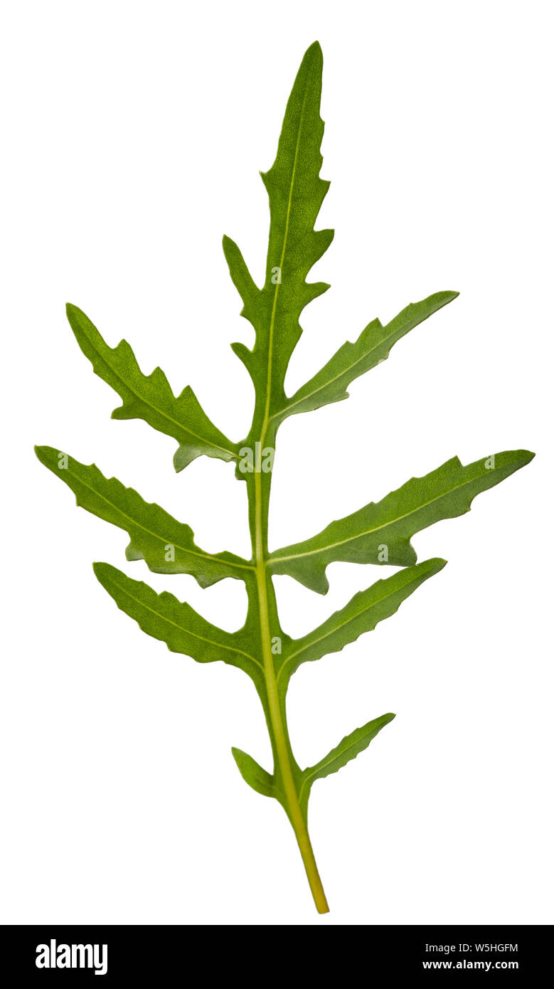 Bunch fresh rocket leaves hi-res stock photography and images - Alamy