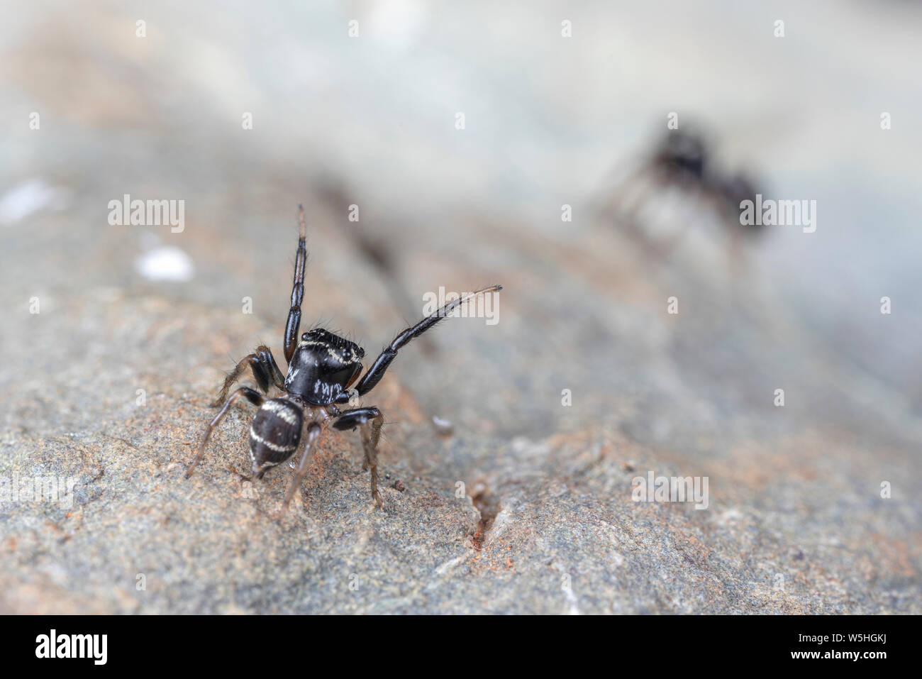 Pair of mating Omodeus sp., dancing. A tiny black and white striped ant ...