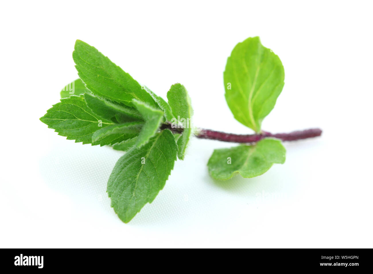 Mint fresh branch isolated on white Stock Photo - Alamy