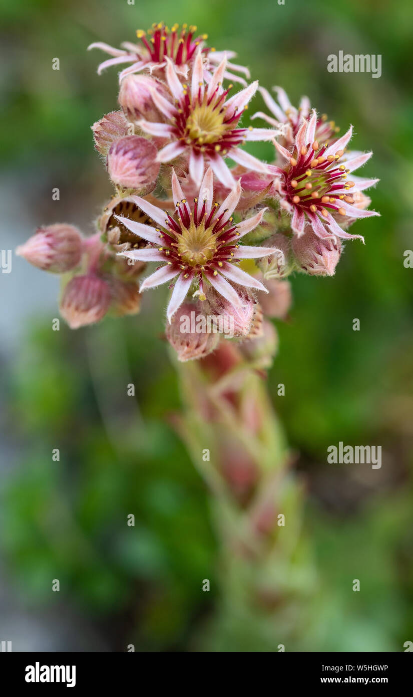 Sempervivum Tectorum Succulent High Resolution Stock Photography and ...