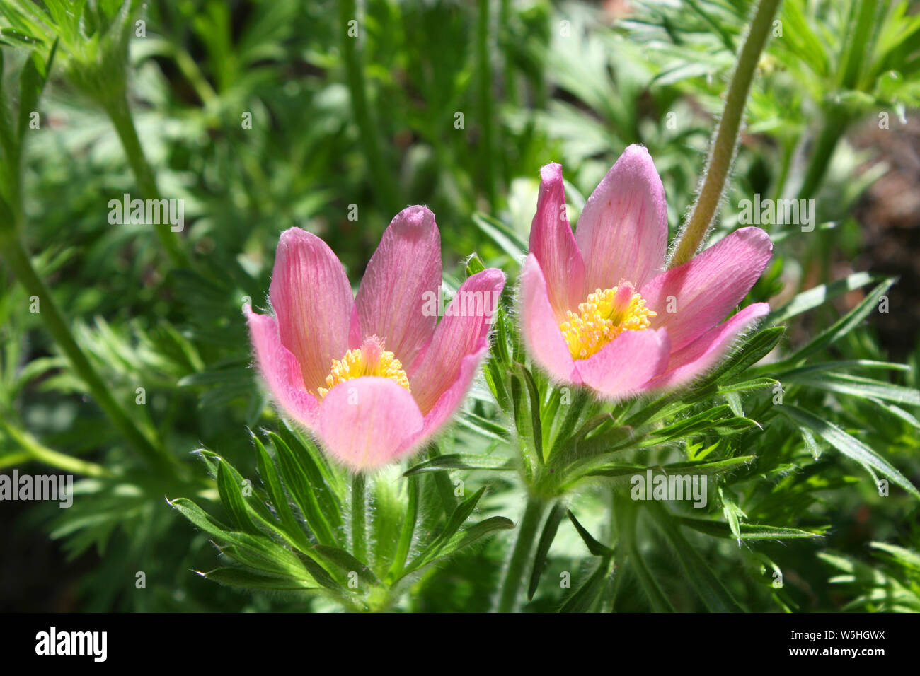 Pulsatilla flowers in garden Stock Photo - Alamy