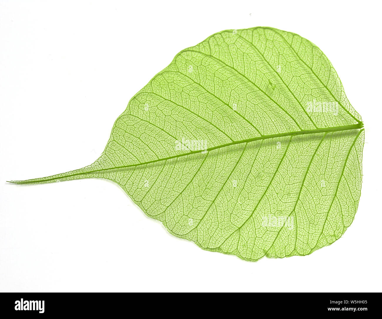 Green leaf isolated Stock Photo - Alamy