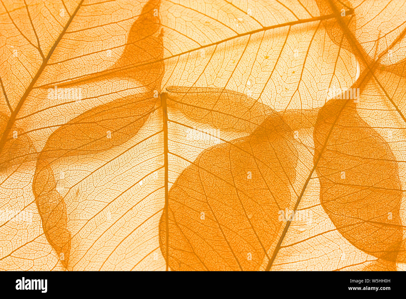 Autumn leaves texture Stock Photo - Alamy