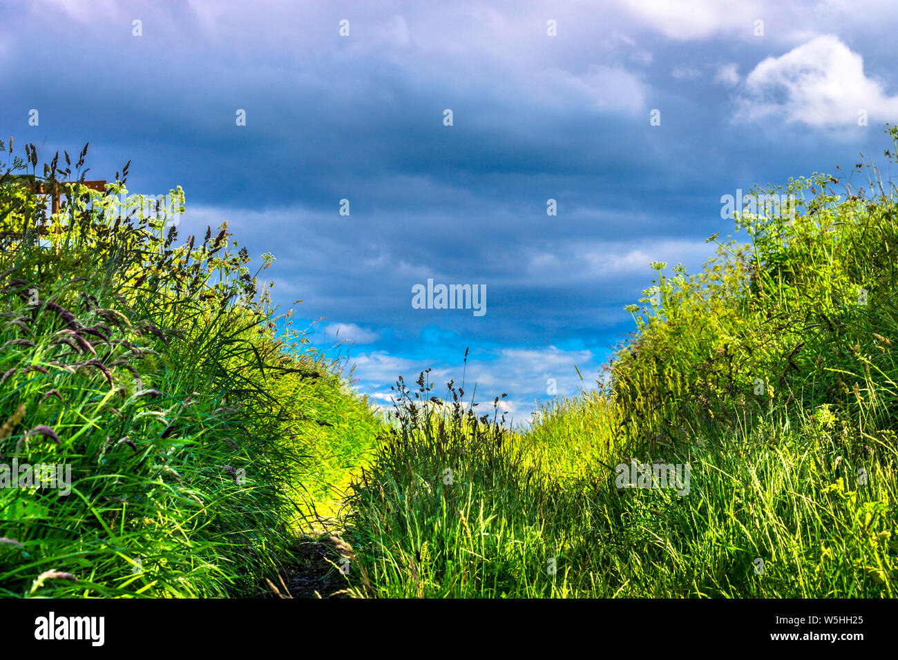 Blue sky and meadow background Stock Photo - Alamy