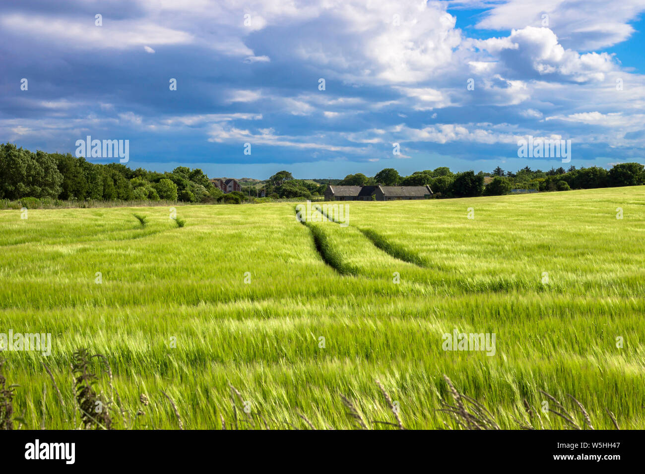 Blue sky and meadow background Stock Photo - Alamy