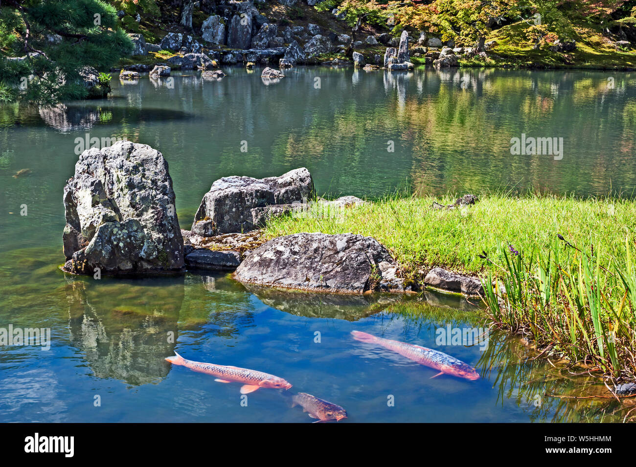 The Sogen ornamental pond featuring koi carp and rocks, surrounded by ...