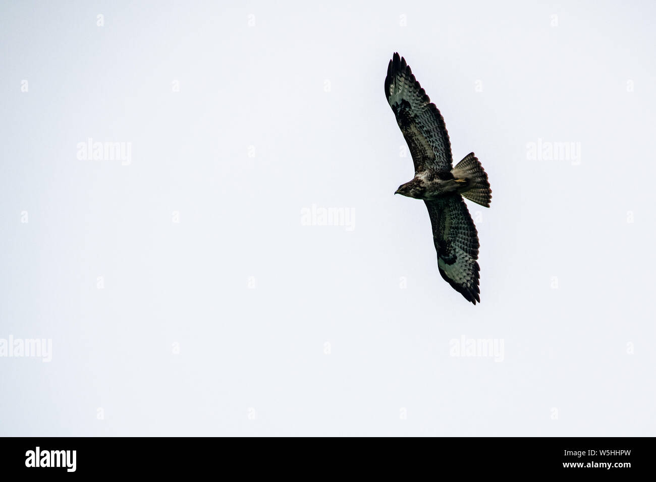 Portrait common buzzard flying hi-res stock photography and images - Alamy
