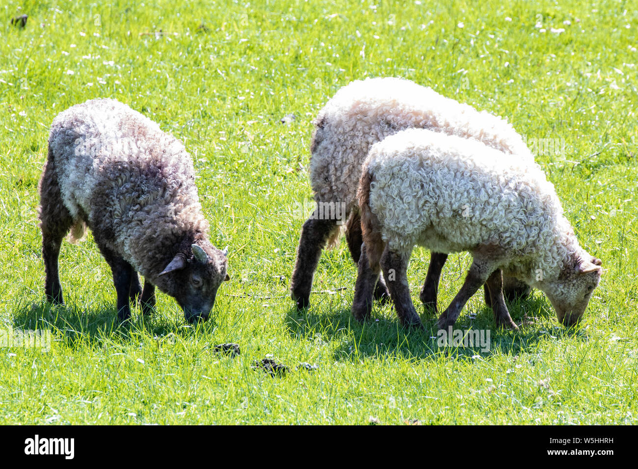 sheep eating in the grass Stock Photo - Alamy